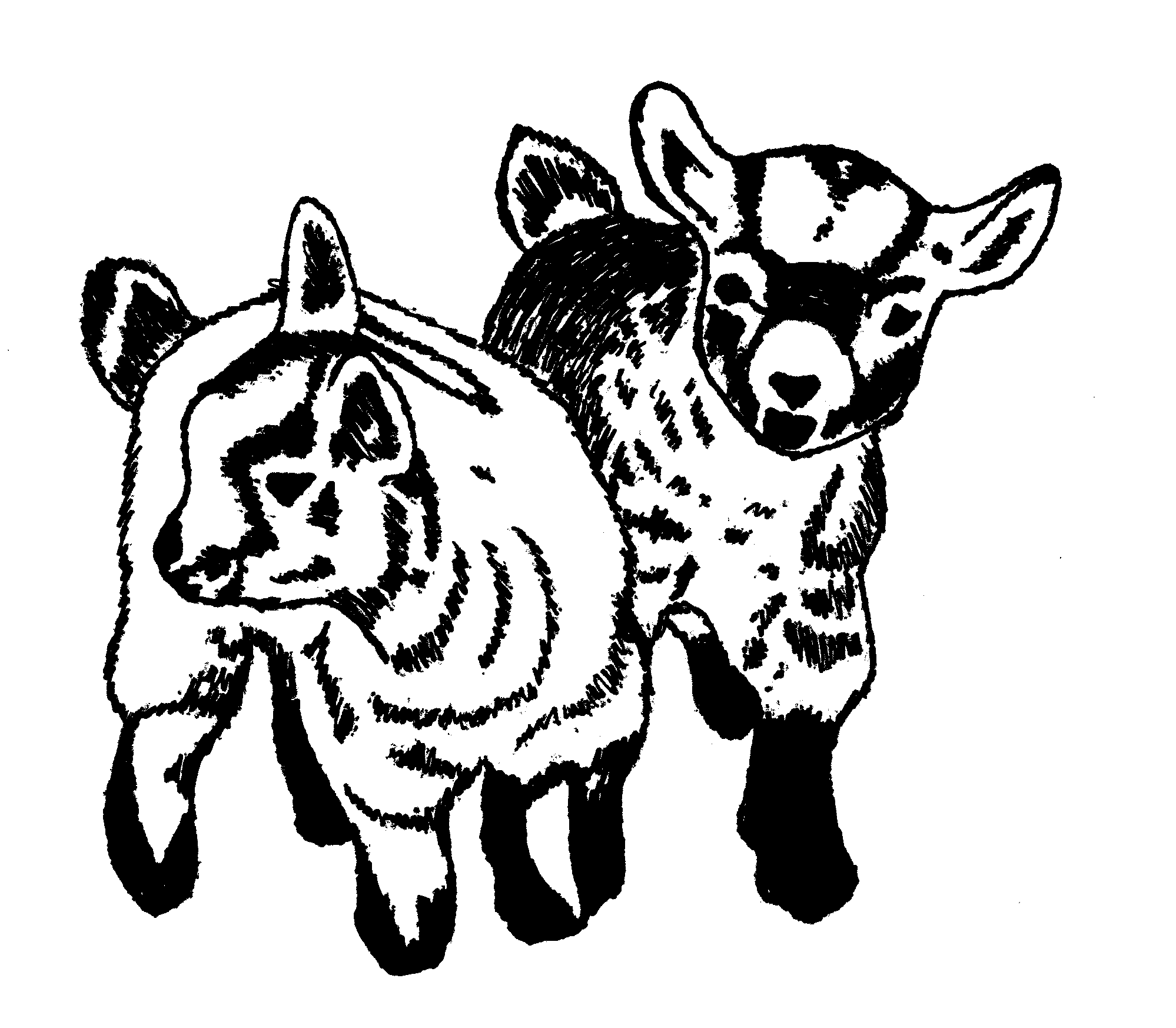 Sierra Pacific Pygmy Goat Association